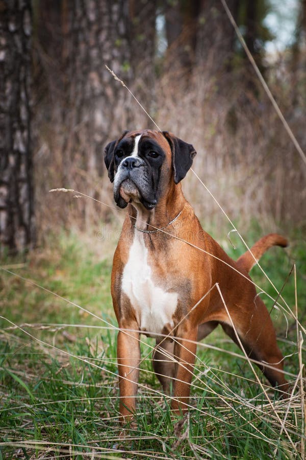 German Boxer Red Dog on a Walk Stock Photo - Image of purebred, guard ...