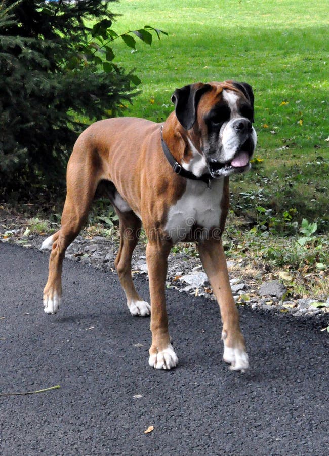German boxer on a walk stock image. Image of young, nature - 104840051