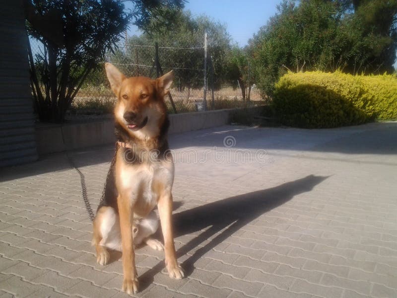 German Cheaper Dog Wolf Shadow Stock Image - Image of wolf, shadow ...