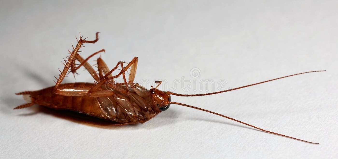 315 German Cockroach Stock Photos - Free & Royalty-Free Stock Photos ...
