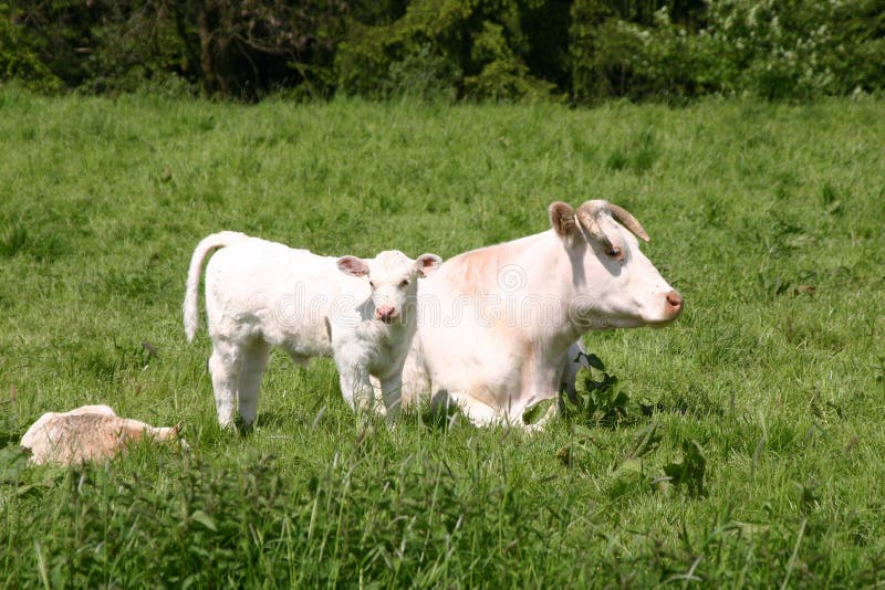 German Cow stock photo. Image of agriculture, group, cattle - 651622