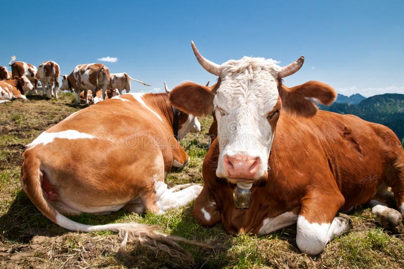German cows stock image. Image of biological, animal - 15187859