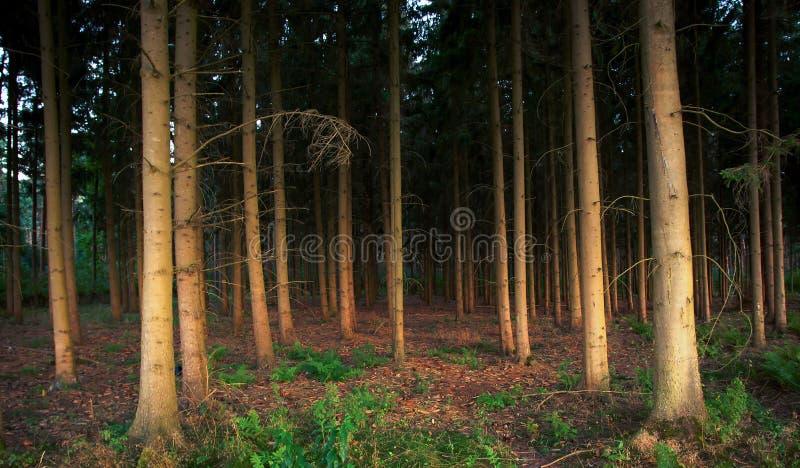 German Dark and Deep Forest Stock Image - Image of mist, fall: 30621365