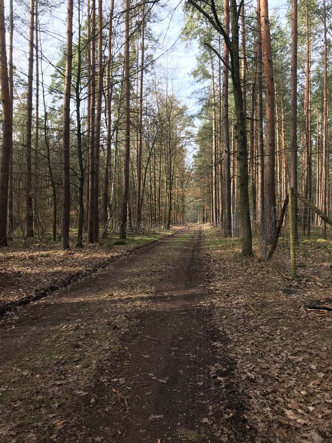 German deep forest nature stock photo. Image of scene - 114037278