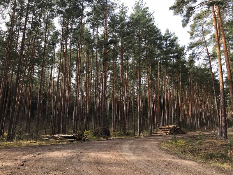 German deep forest nature stock photo. Image of culture - 114037326