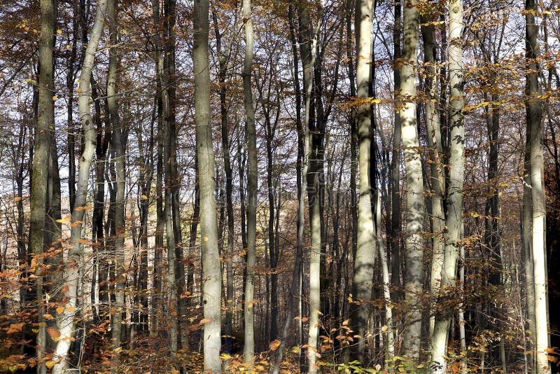 German Dense Wild Foret with Harmonic Structure of Trees in Indian ...