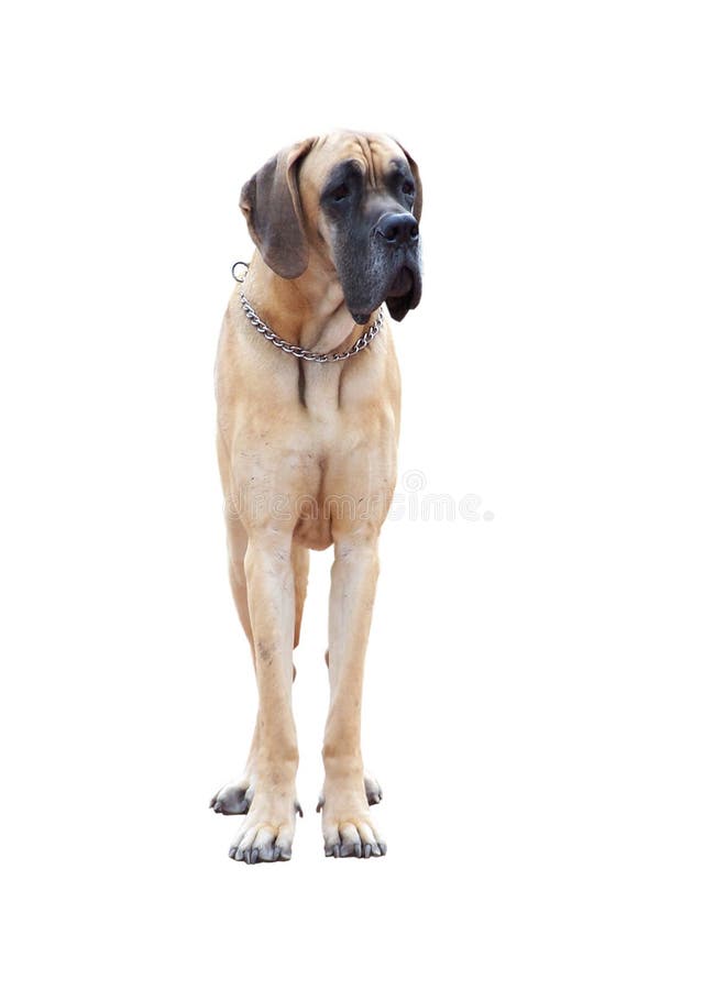 German dogge stock image. Image of heavily, largely, german - 1372261