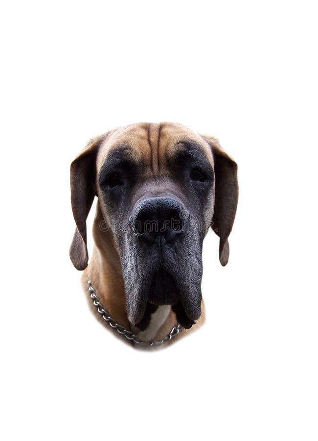 German dogge 2 stock photo. Image of face, heavily, dogge - 1372266