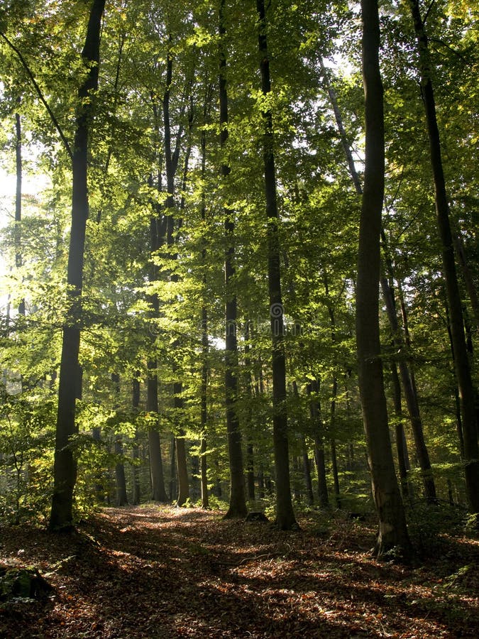 German forest stock image. Image of sunlight, cortex, trees - 3372523