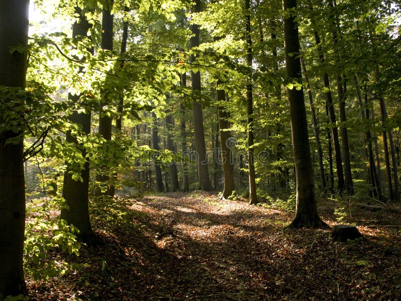 German forest stock photo. Image of leaf, path, leaves - 3372530