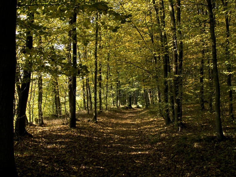 German forest stock photo. Image of branch, bark, forest - 3374618