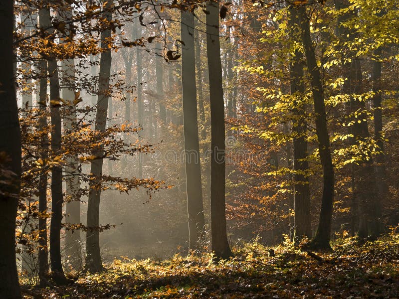 German Forest Picture. Image: 3578906