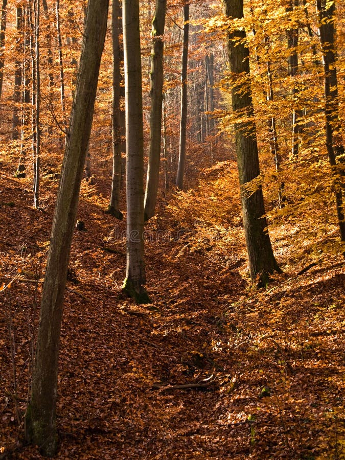 German forest stock photo. Image of woods, tree, german - 3698154