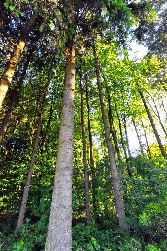 German Forest stock image. Image of leaf, germany, forest - 9784059