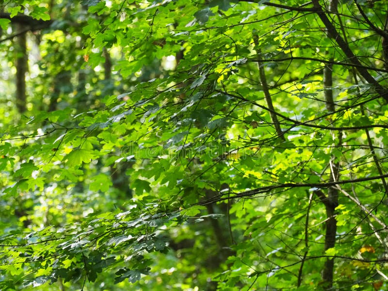 The German Forest with Ancient Trees, in Rich Green Stock Photo - Image ...