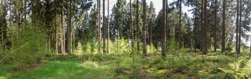 German Forest High Definition Panorama Stock Image - Image of needle ...