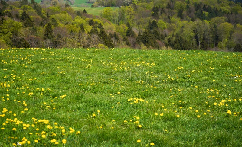 German Forest Photographed in Spring Stock Image - Image of green ...