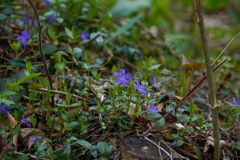 German Forest Photographed in Spring Stock Photo - Image of alpine ...