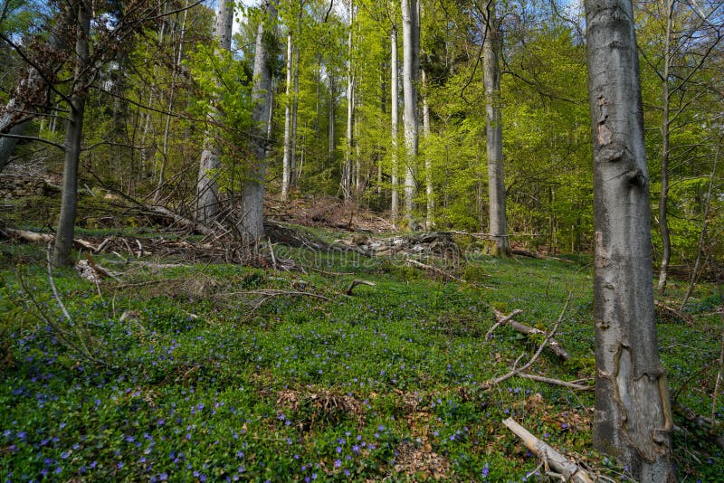 German Forest Photographed in Spring Stock Photo - Image of europe ...