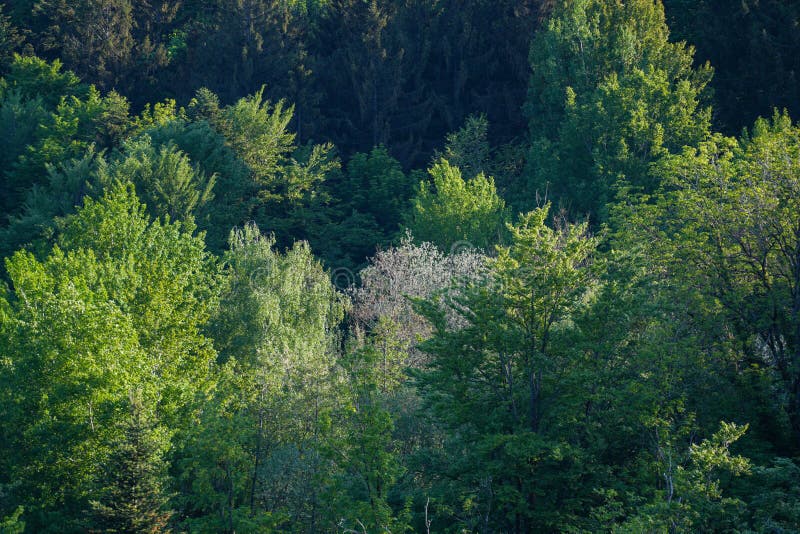 German Forest Photographed in Spring Stock Image - Image of alpine ...