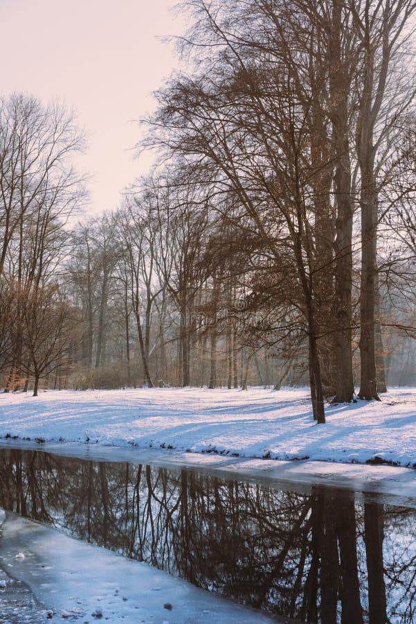 German Forest with Snow and Trees with Still Atmosphere Munich, Stock ...