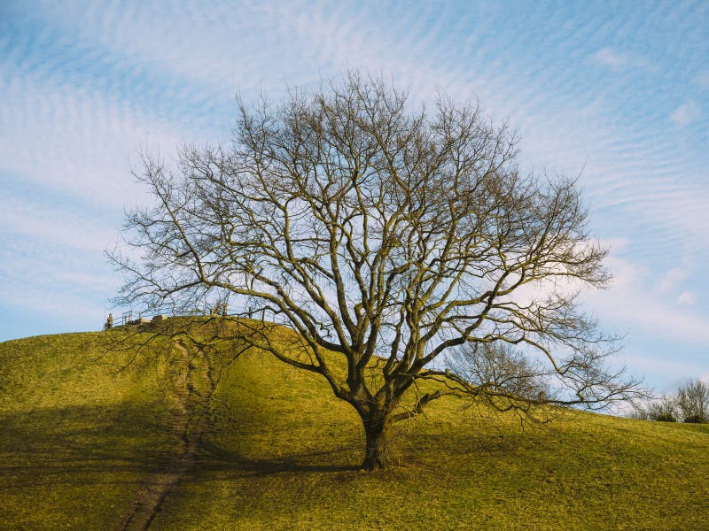 German Forest with Snow and Trees with Still Atmosphere Stock Image ...