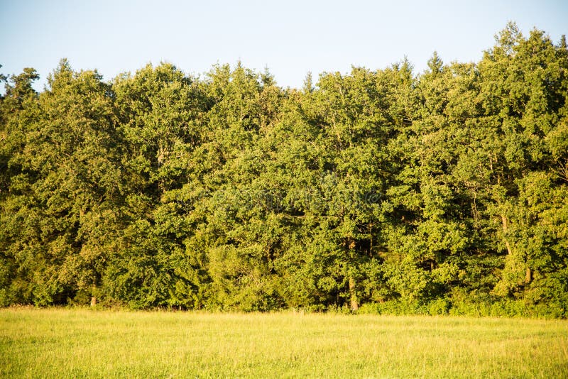 German Forest stock image. Image of growth, sunlight - 40344617