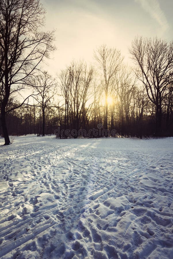 German Forest in Winter with Snow Bayern, Munich Stock Photo - Image of ...
