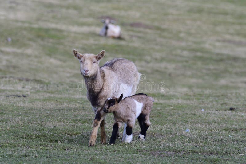German goat with a baby stock image. Image of farming - 187252427