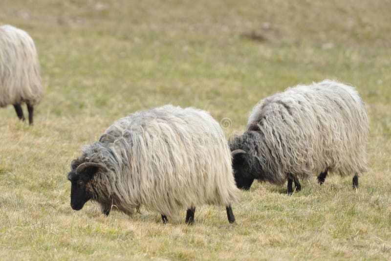 German Grey Heath stock image. Image of europe, heath - 50817687