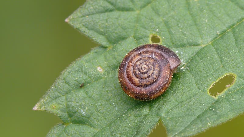 German hairy snail stock image. Image of terrestrial - 27645715