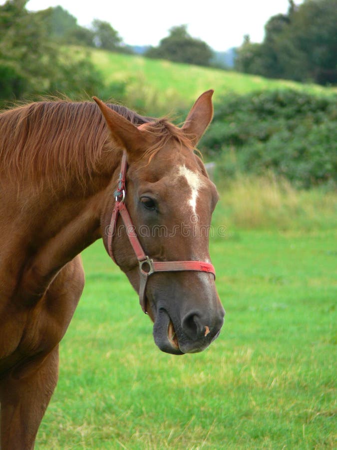 German Horse stock photo. Image of training, blaze, grazes - 65558344