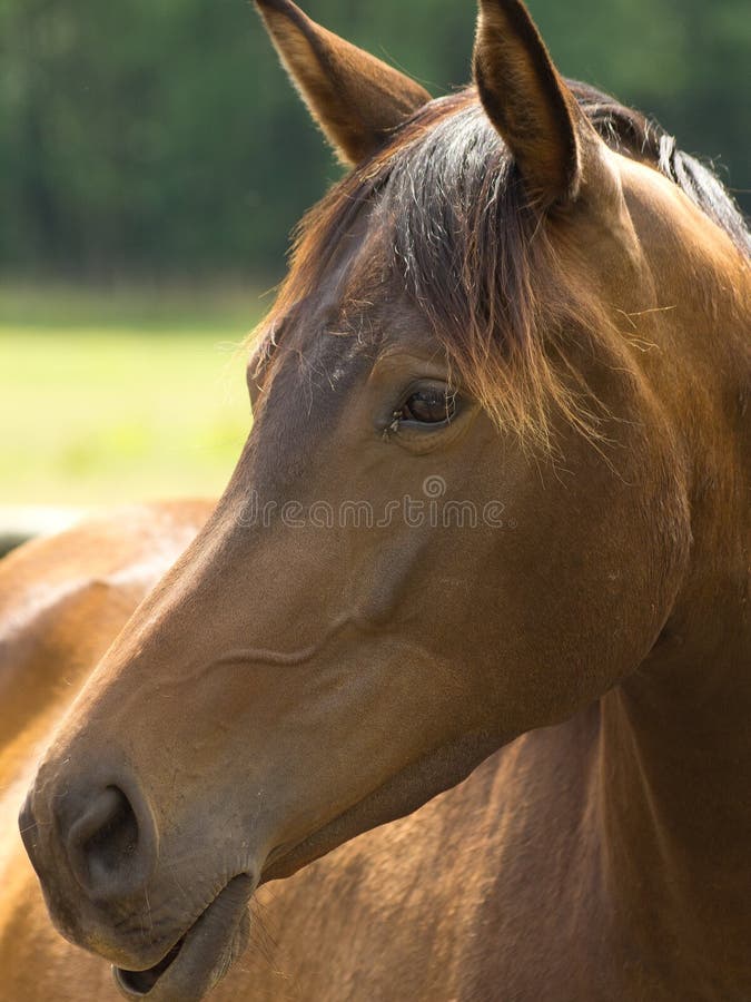 German horses stock photo. Image of trees, germany, stallion - 36640996