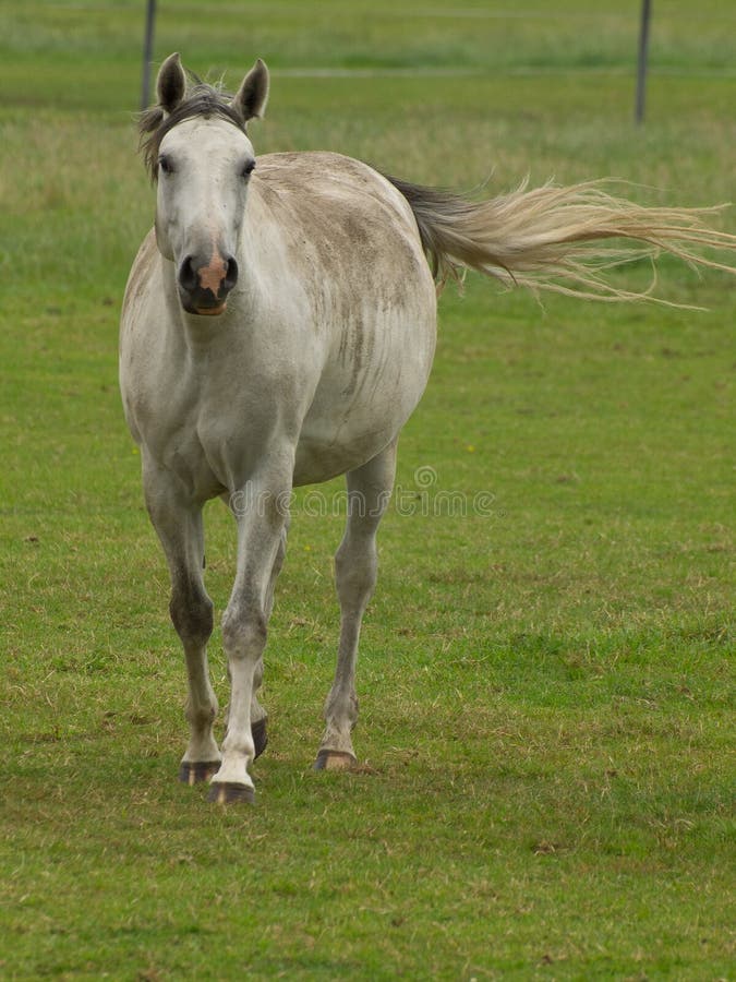 German horses stock photo. Image of foal, germany, munsterland - 36641192
