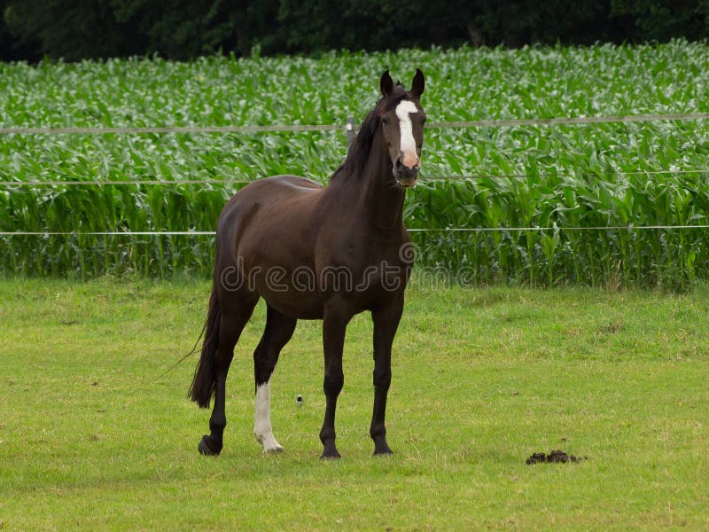 German horses stock image. Image of animals, germany - 36641299
