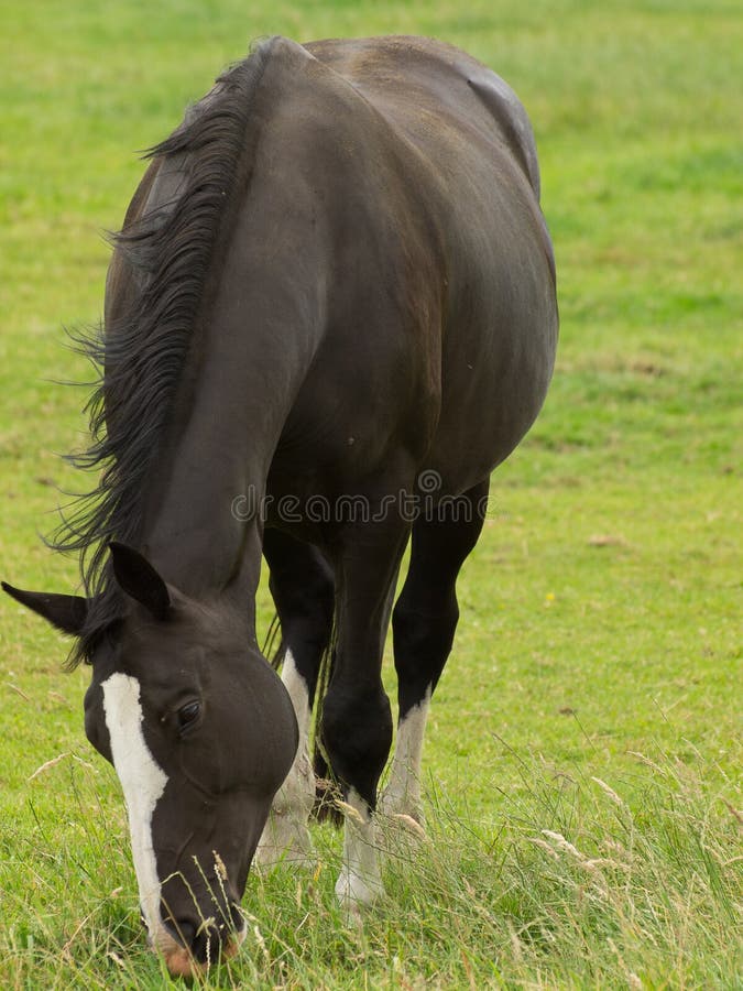 German horses stock photo. Image of animals, munsterland - 36641424