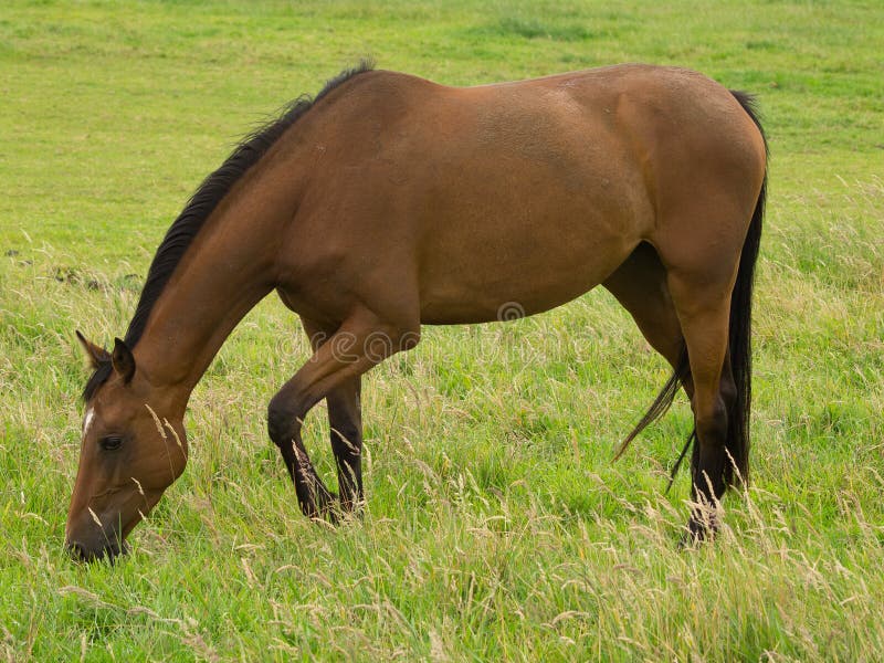 German horses stock photo. Image of munsterland, foals - 36641552