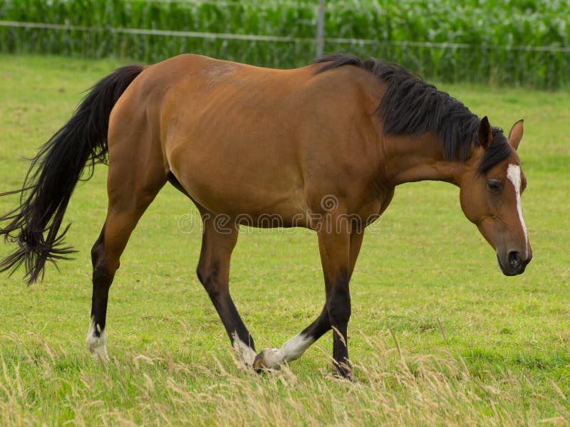 German horses stock image. Image of germany, foals, animal - 36641627