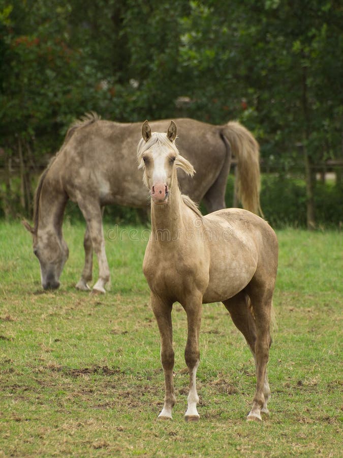 German horses stock photo. Image of animals, horse, foal - 36641676