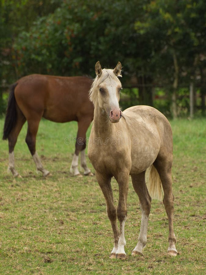 German horses stock image. Image of foal, foals, animal - 36641739