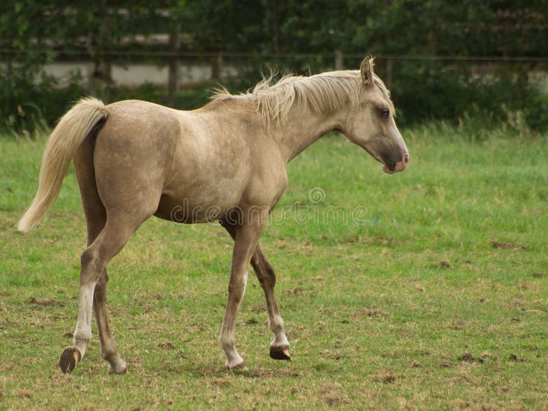 German horses stock image. Image of foals, horses, munsterland - 36641751