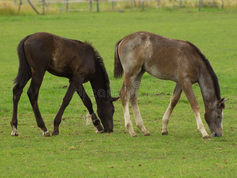 German horses stock image. Image of animals, stallion - 36642405
