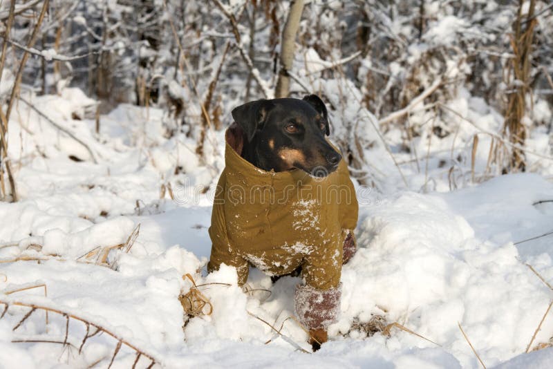 Jagdterrier (German Hunt Terrier) Stock Image - Image of german ...