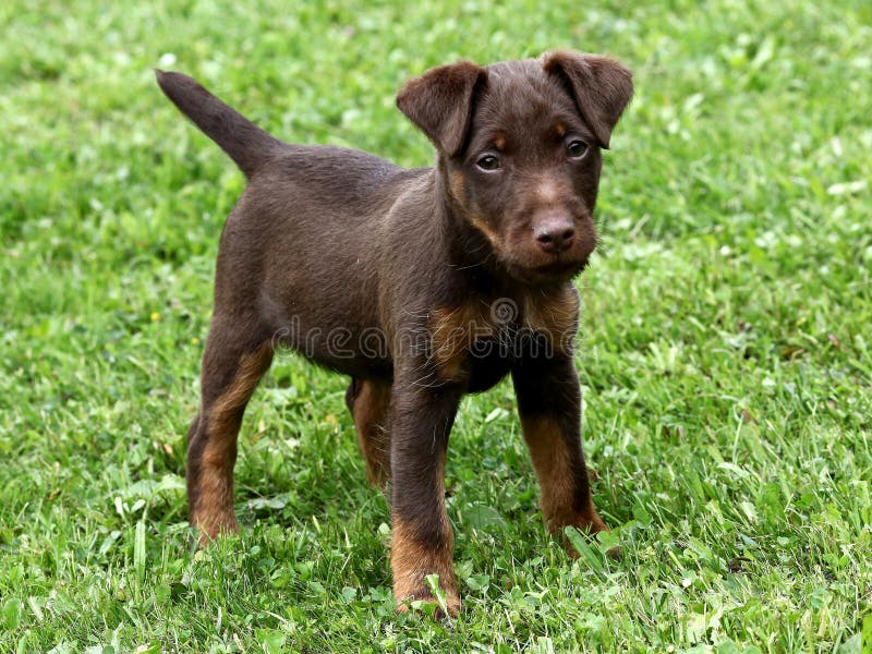 German Hunting Terrier Puppy Stock Photo - Image of adorable, cute ...