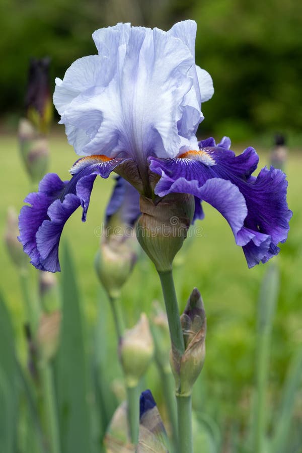 German iris, Iris barbata stock photo. Image of barbata - 257170184