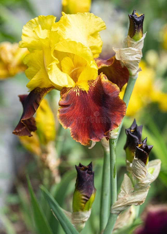 German iris, Iris barbata stock image. Image of iridaceae - 257170219