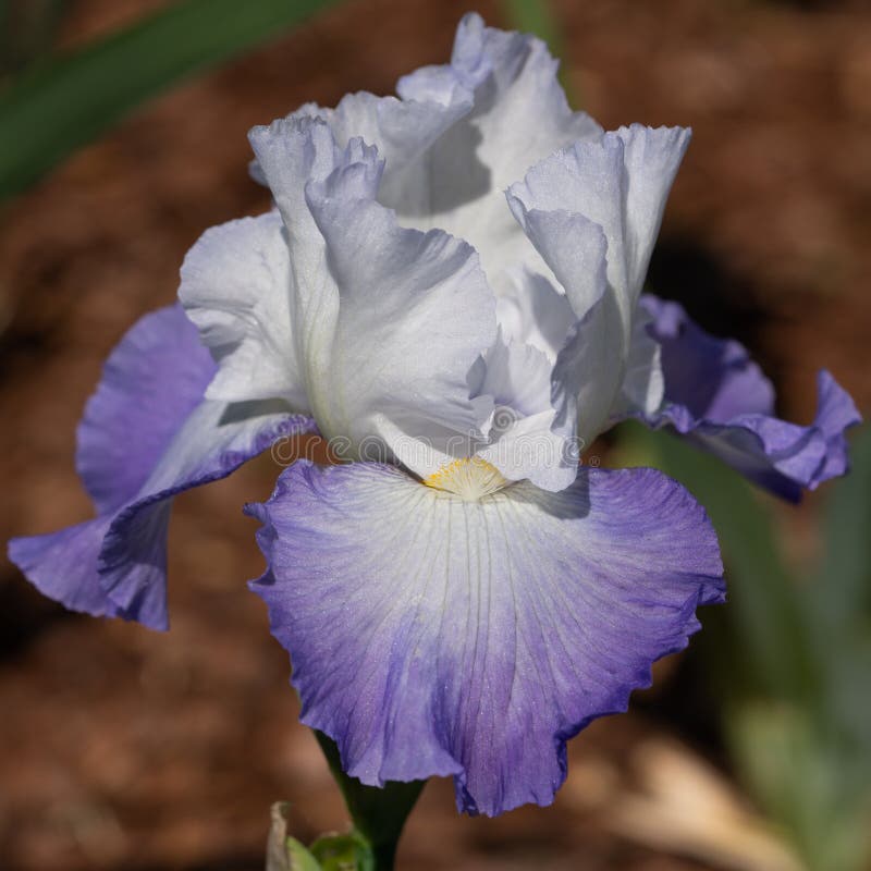 German iris, Iris barbata stock image. Image of barbata - 138804429