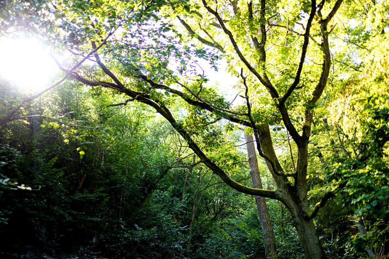 The German Kellerwald Forest Stock Image - Image of german, park: 290162803
