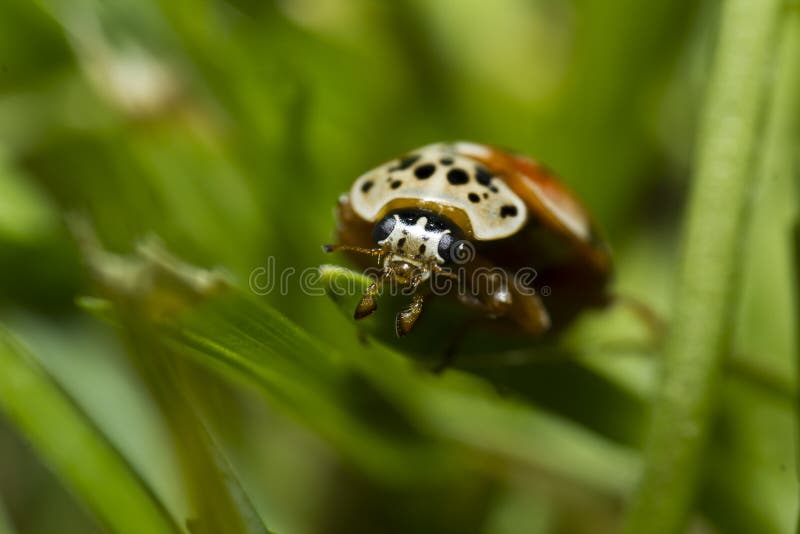 German Ladybug on grass stock photo. Image of green, ladybug - 20711954