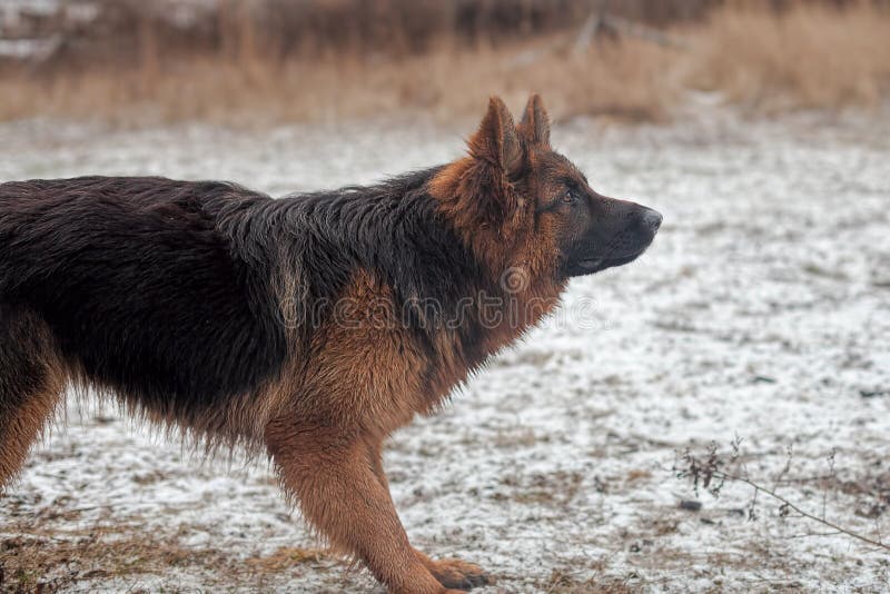German long-haired stock image. Image of jump, happy - 172512979